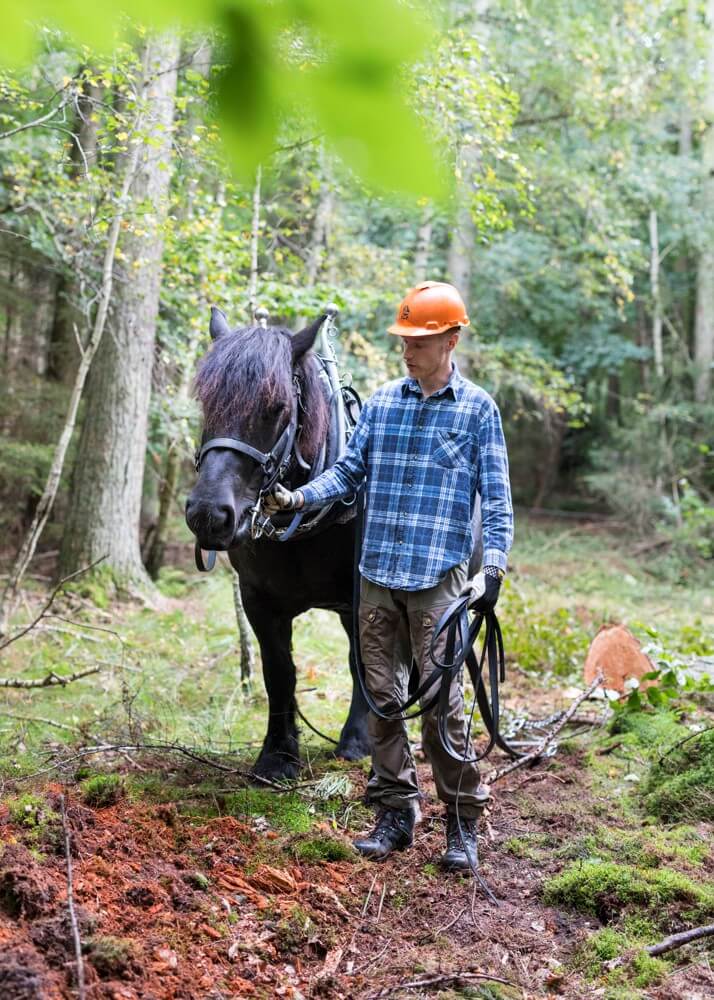 Naturnahe Forstwirtschaft - Wald-MV
