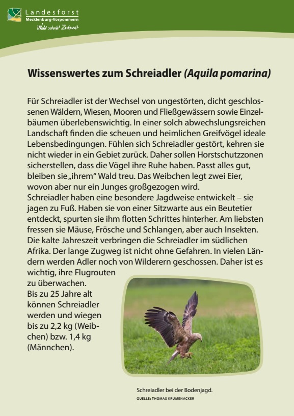 Poggendorf - Wald-MV