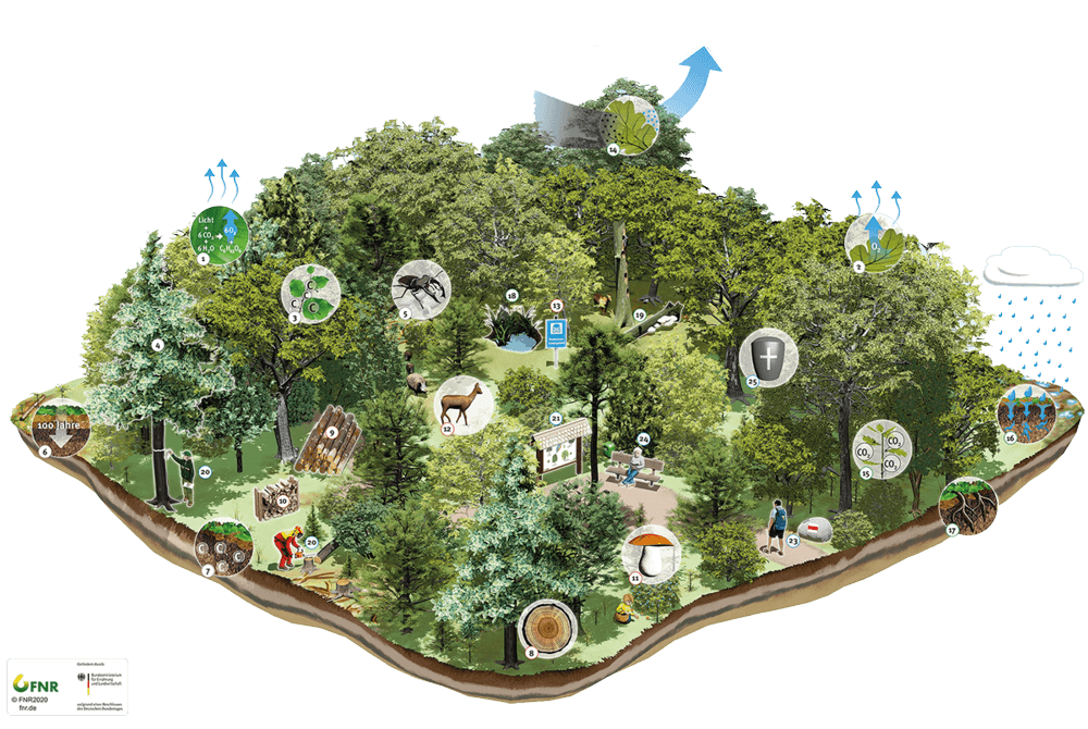 Aufgaben des Waldes - Wald-MV